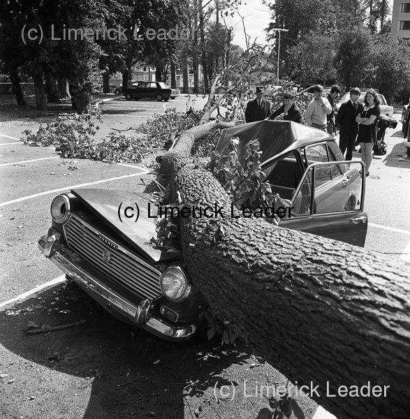 Fallen Tree at Ardhu Hotel 8-1970 | From Limerick With Love