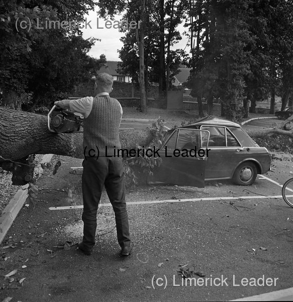 Fallen Tree at Ardhu Hotel 8-1970 | From Limerick With Love